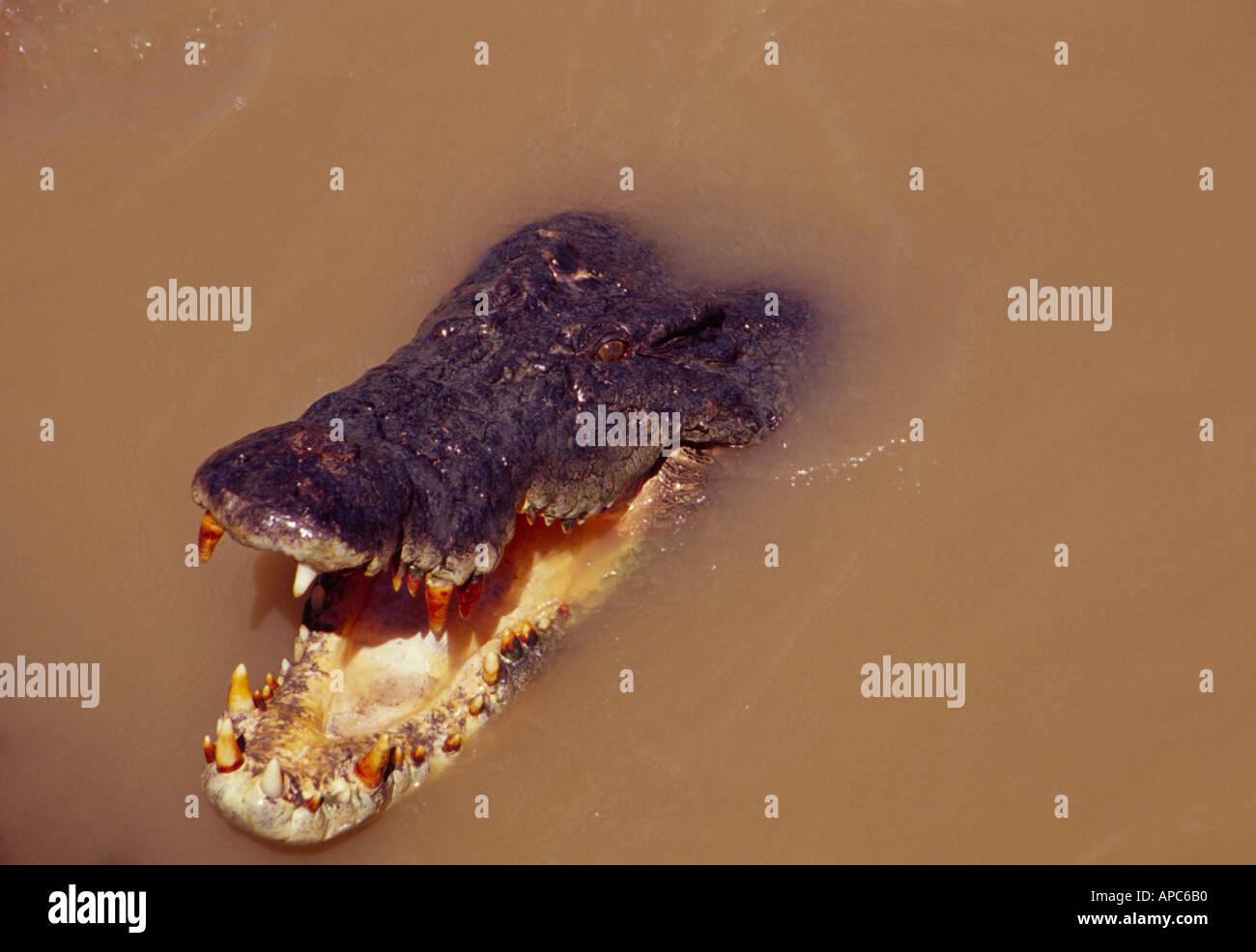 Smiling Aussie Croc Stock Photo - Alamy