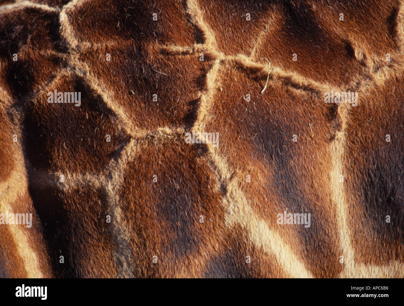 Giraffe hide patterns hi-res stock photography and images - Alamy