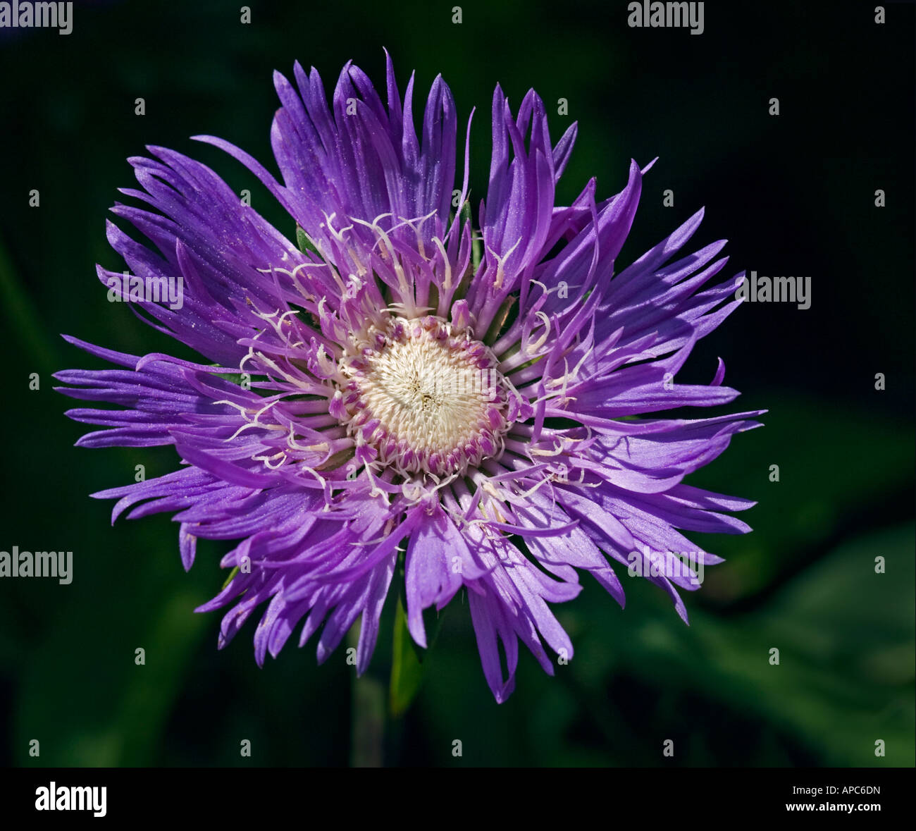 Stokesia Laevis Blue Star Stock Photo - Alamy