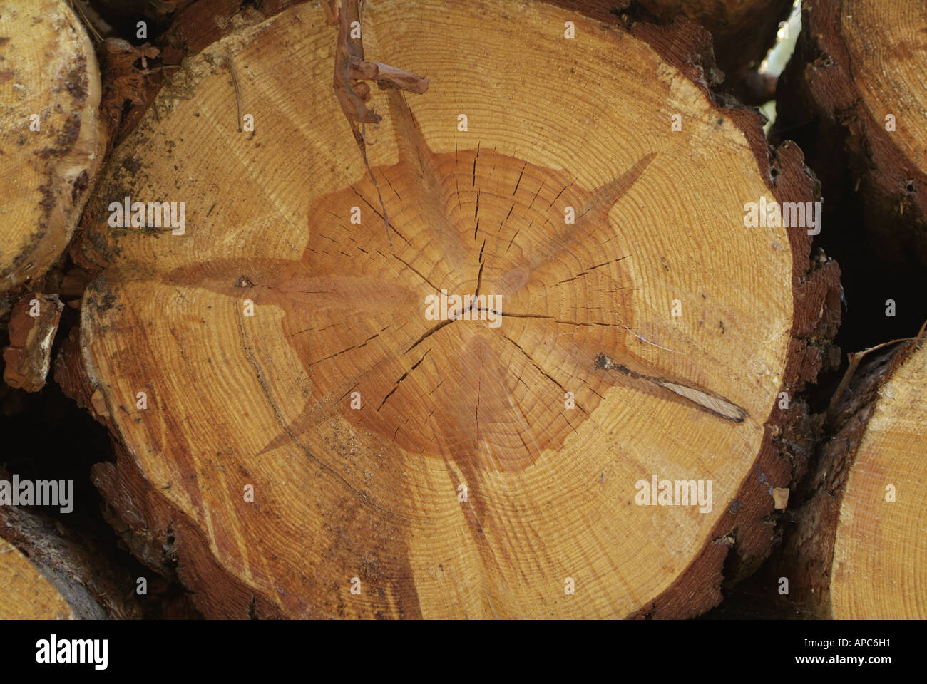 Disk shaped structure hi-res stock photography and images - Alamy