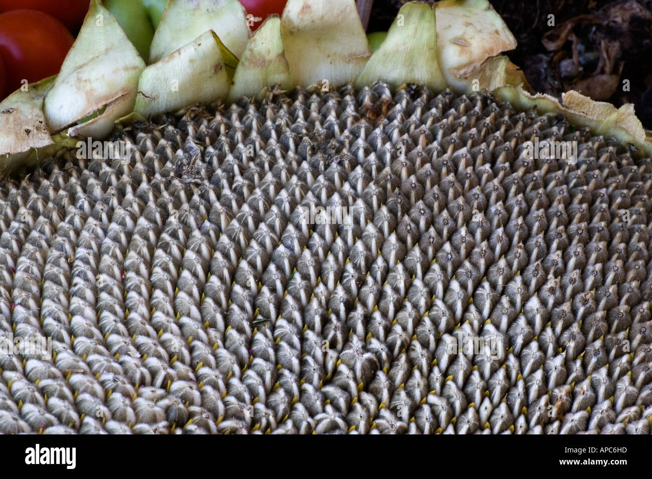 Sunflower seeds / (Helianthus annuus Stock Photo - Alamy
