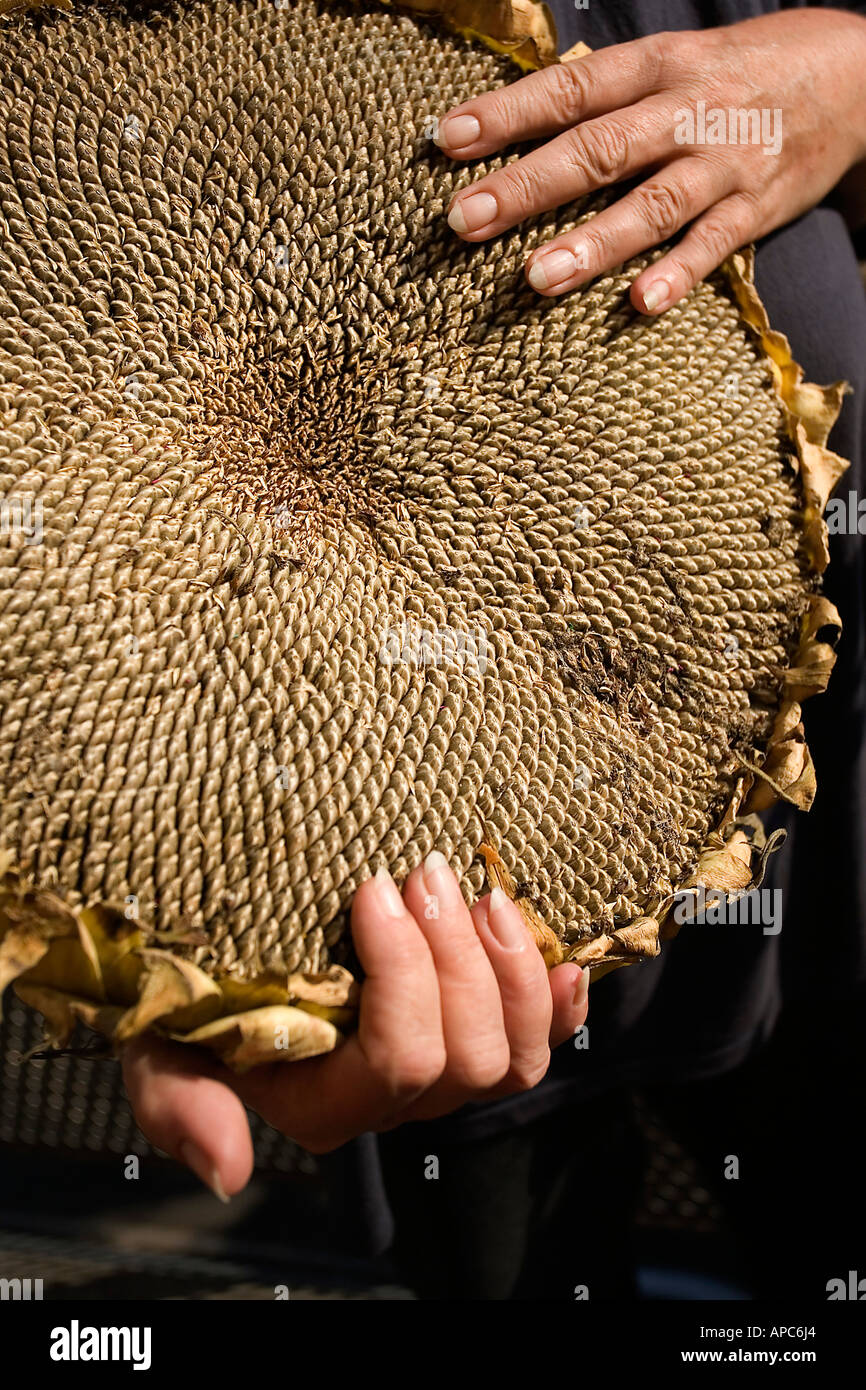 Sunflower seeds (Helianthus annuus Stock Photo - Alamy