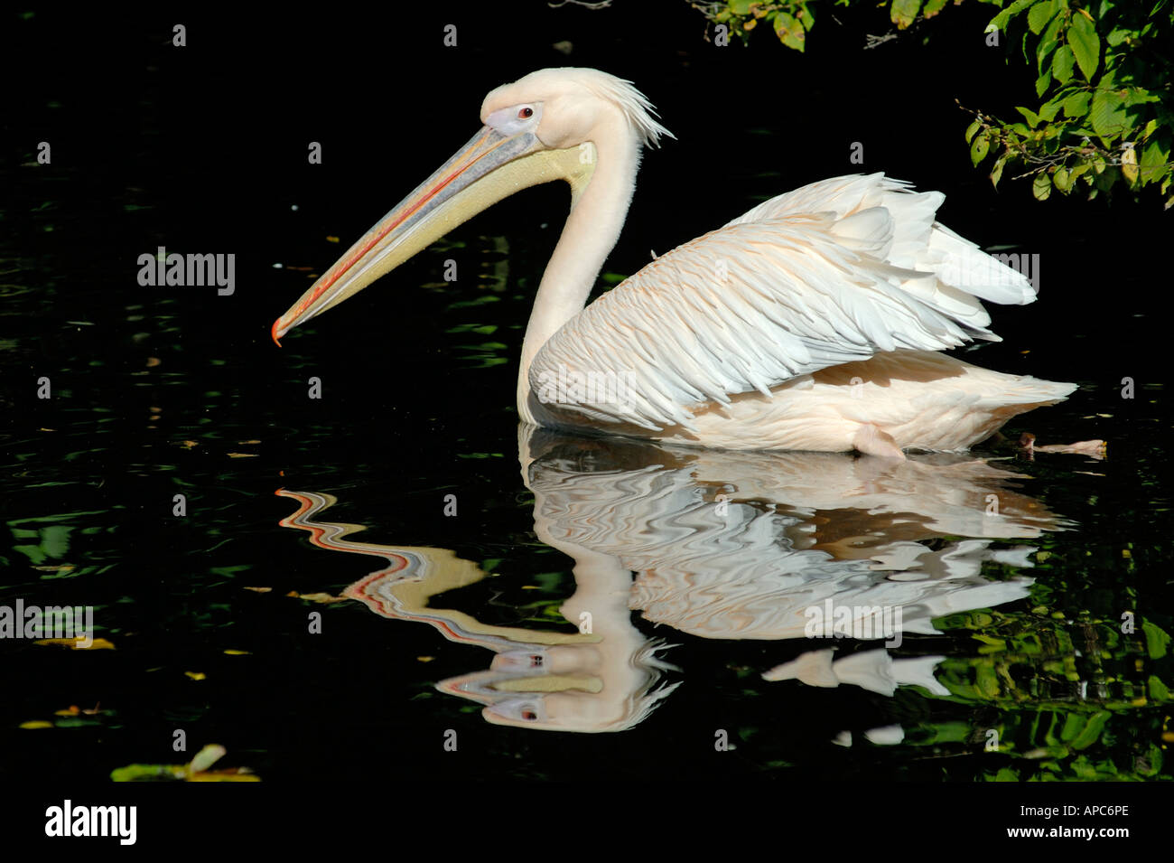 Swimming great white european pelican in a zoo Stock Photo - Alamy