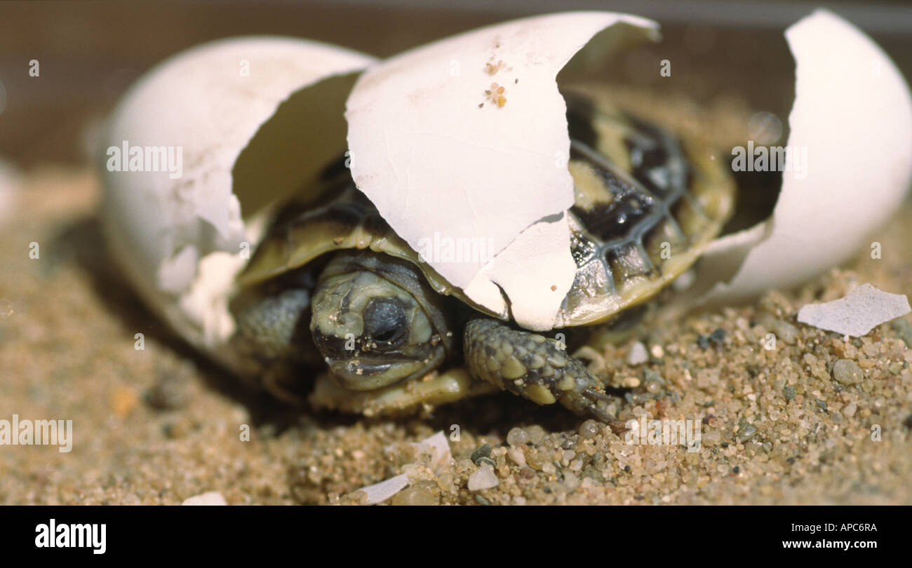 Hatching pancake tortoise (Malacochersus tornieri Stock Photo - Alamy