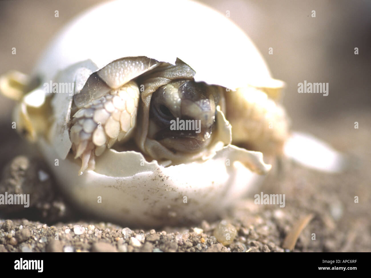 Marginated tortoise hatching hi-res stock photography and images - Alamy
