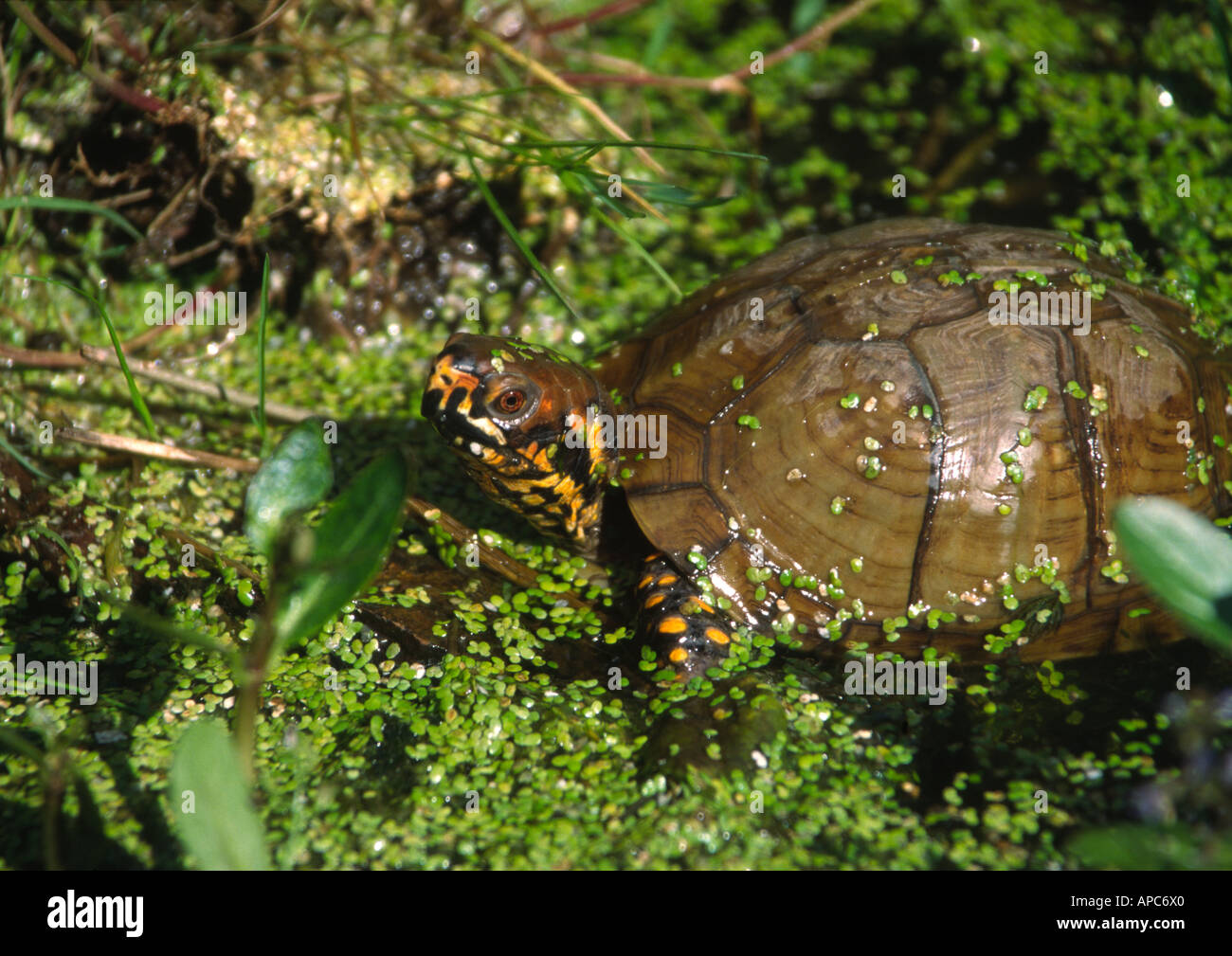 Colourful three-toed box turtle (Terrapene carolina Stock Photo - Alamy