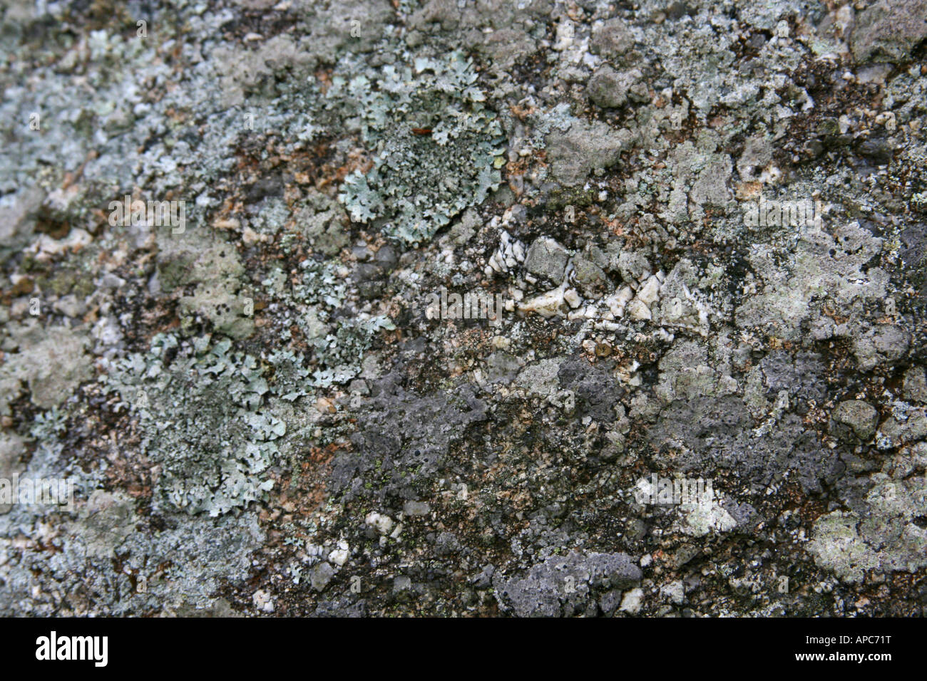 A background of fungus and moss ground on rock Stock Photo - Alamy
