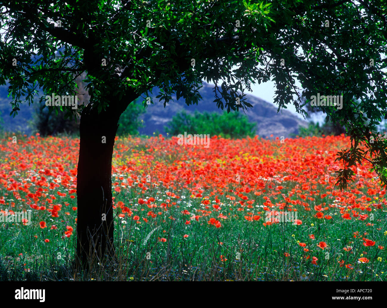 Poppies on tree hi-res stock photography and images - Alamy