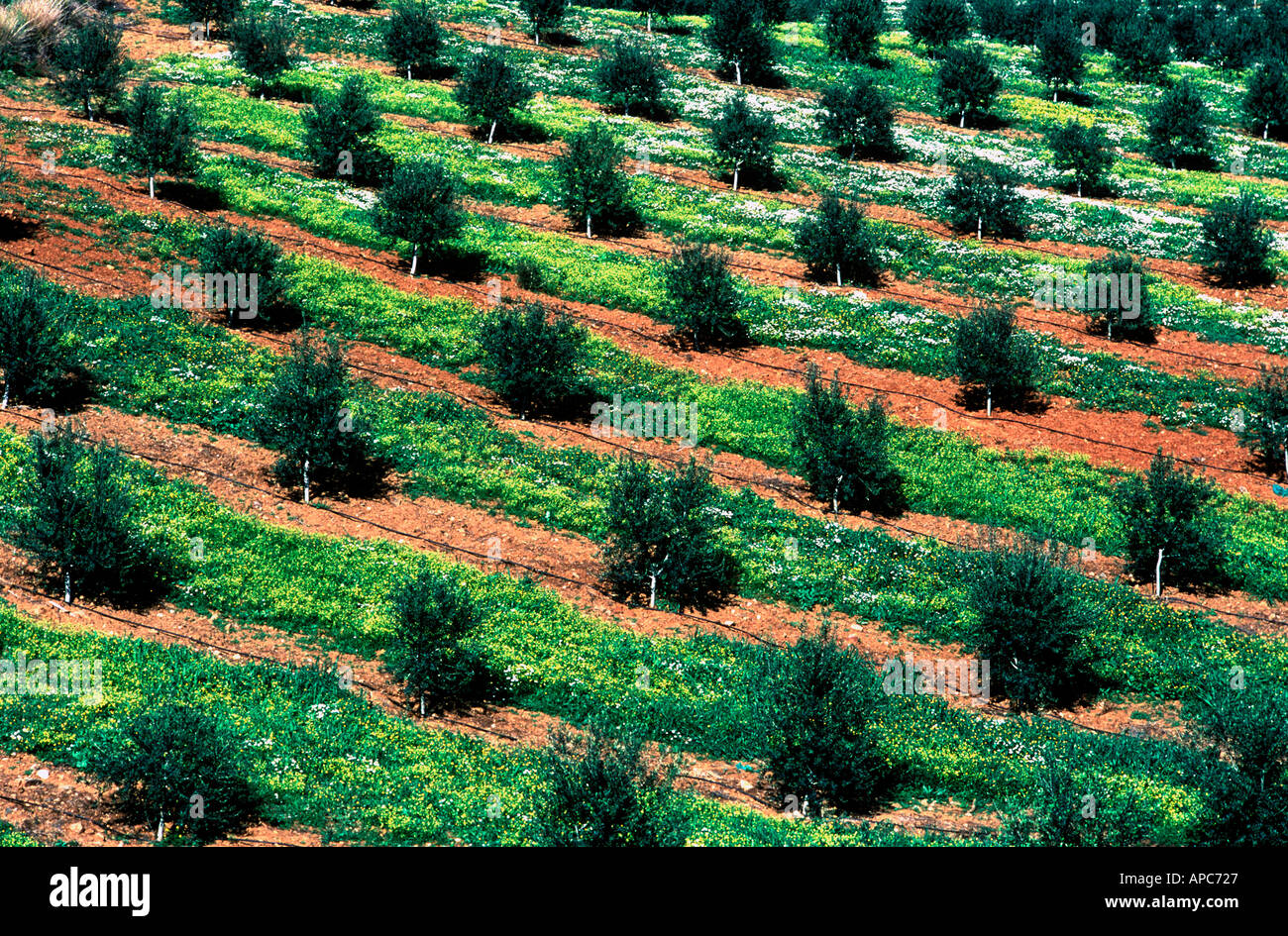 Young wild olive trees hi-res stock photography and images - Alamy