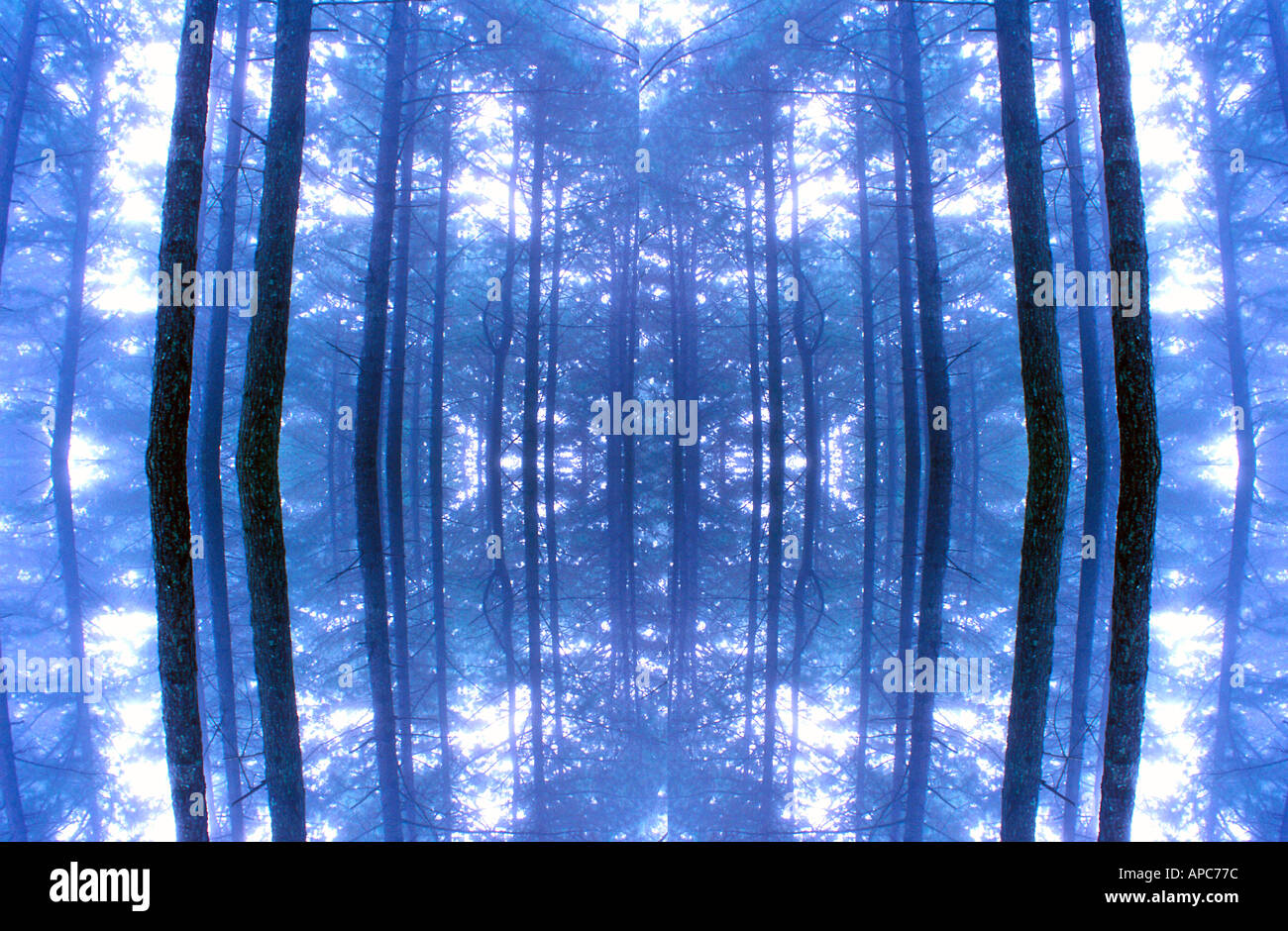pine trees summer foggy forest mirror image south africa Stock Photo ...