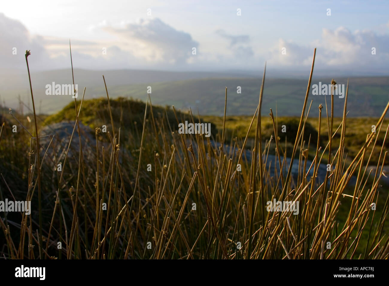 Wild grass growing on moorland, Dartmoor, Devon, England UK Stock Photo ...
