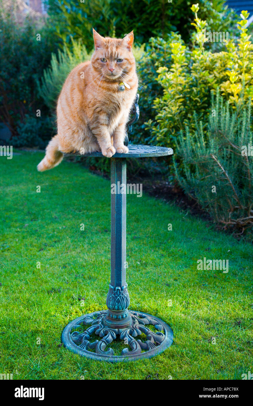 Ginger tom hi-res stock photography and images - Alamy