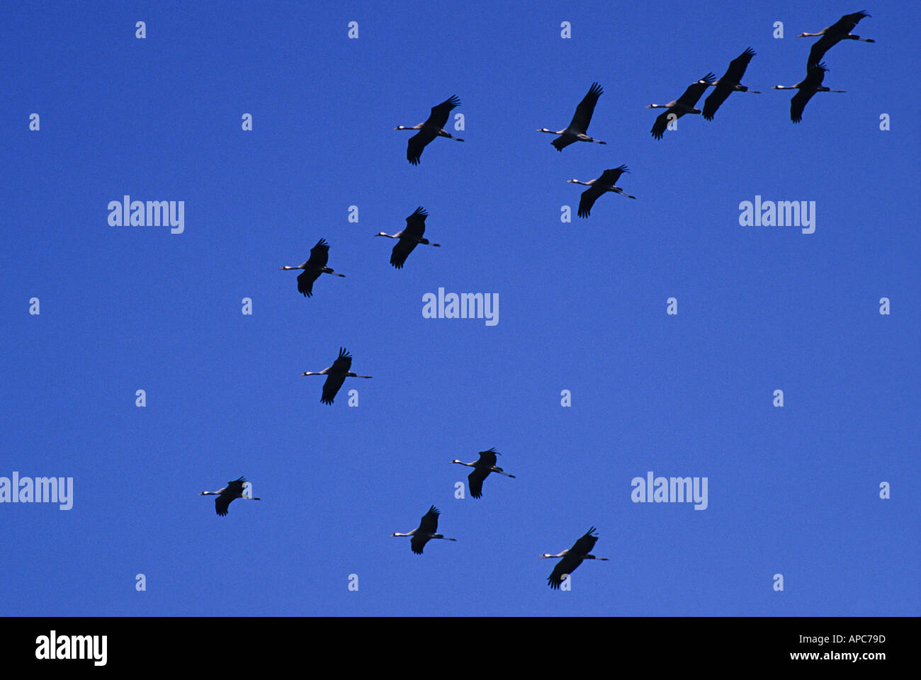 Common Cranes Flying In Formation Stock Photo - Alamy