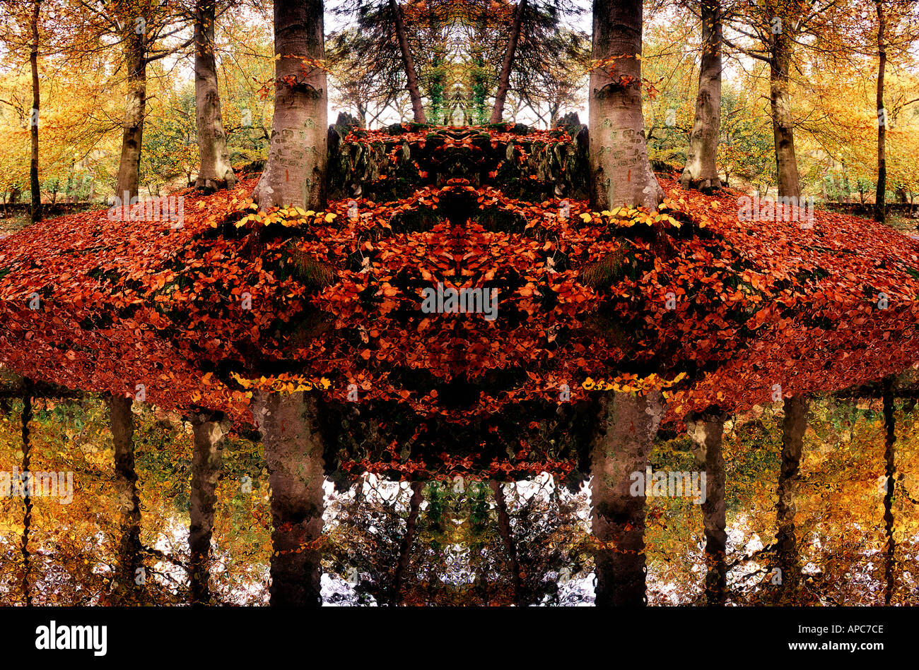 trees, autumn,mirror,special,effect,fall, water, reflection, forest ...