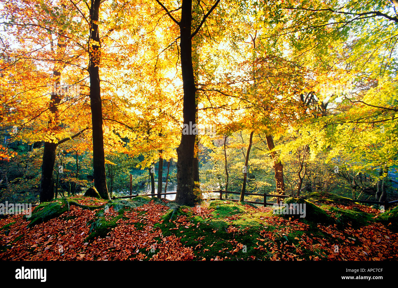 trees autumn england uk Stock Photo - Alamy