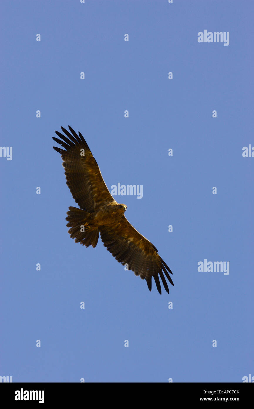 African vulcher hi-res stock photography and images - Alamy