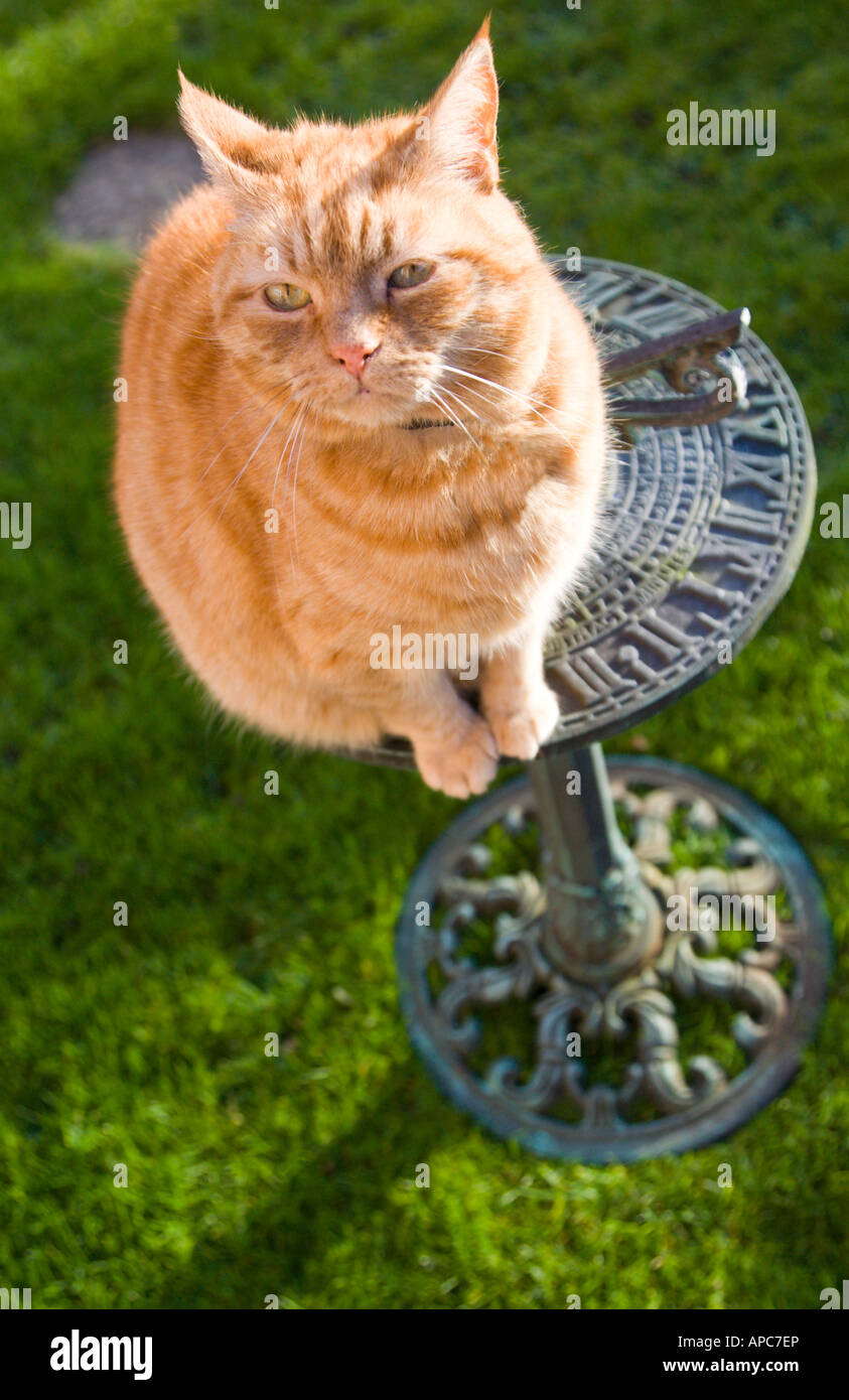 Sam, a ginger tom cat sitting on a sundial Stock Photo - Alamy