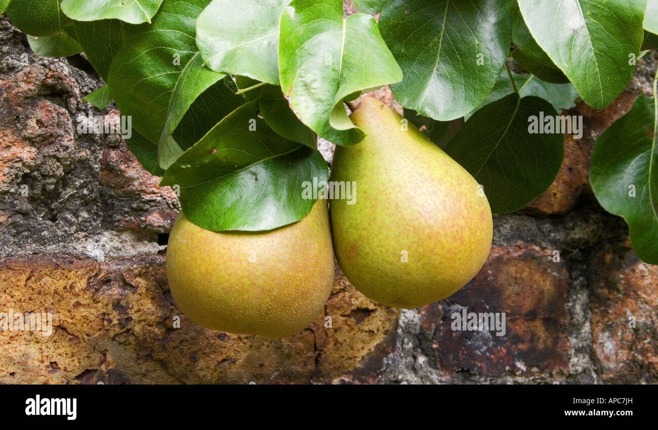 Pear tree cottage hi-res stock photography and images - Alamy