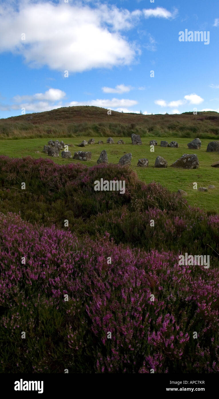 Typical heather flowers hi-res stock photography and images - Alamy