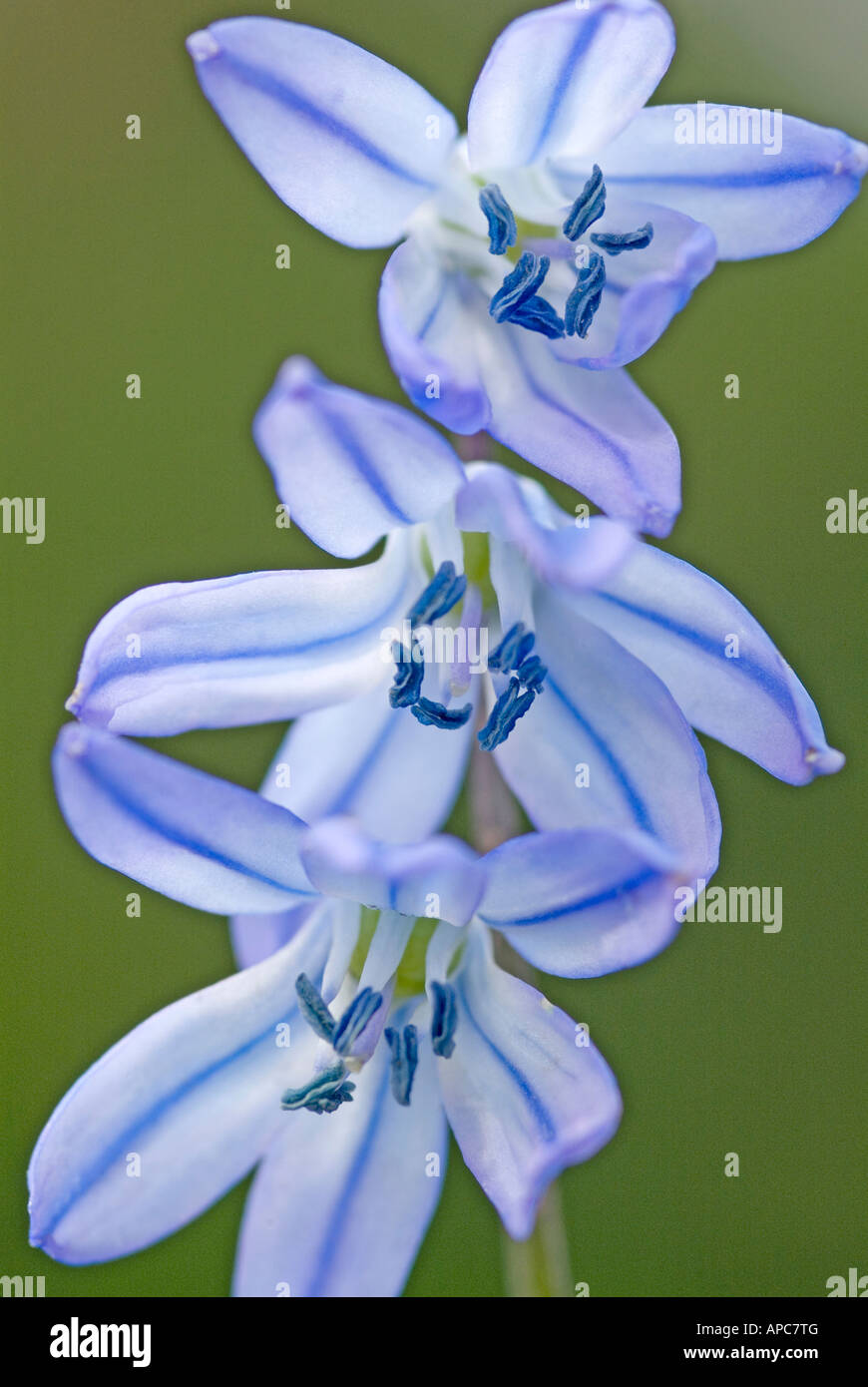 Alpine Squill (Pachystachys lutea) flowering Stock Photo - Alamy