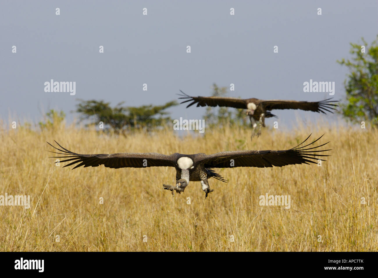 African vulcher hi-res stock photography and images - Alamy