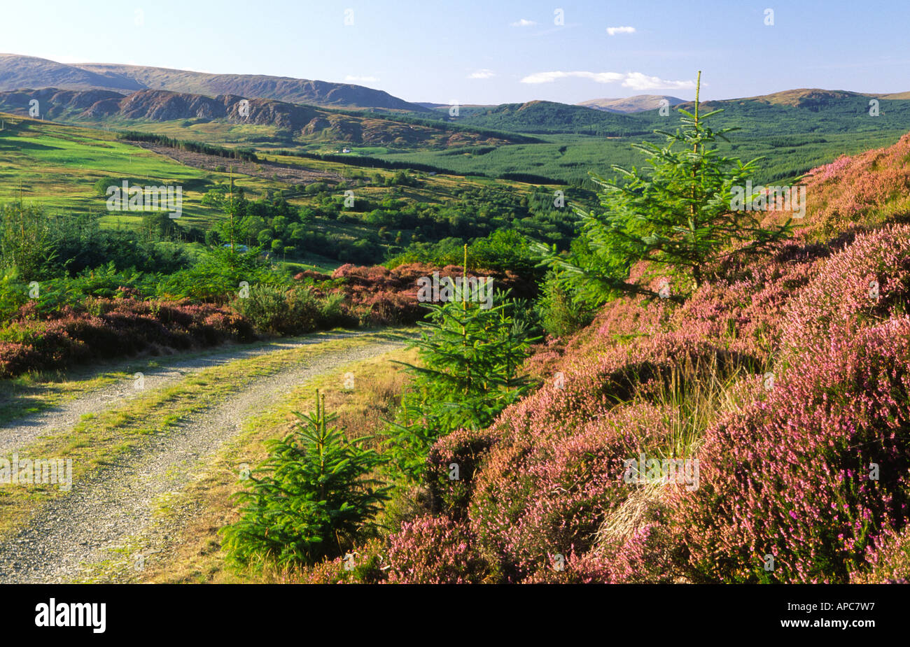 Forestry and heather hi-res stock photography and images - Alamy