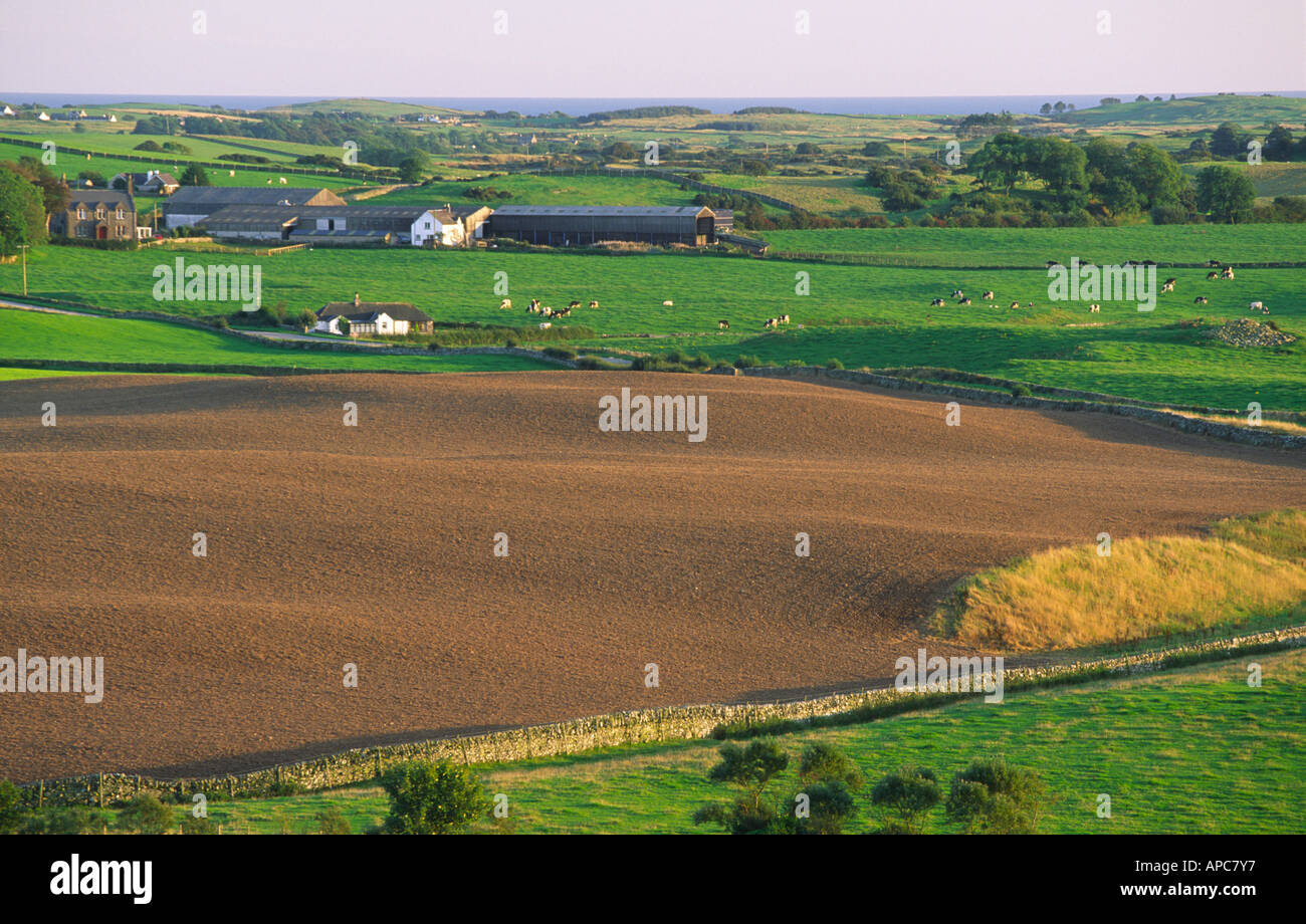 Agricultural Galloway landscape Stock Photo - Alamy