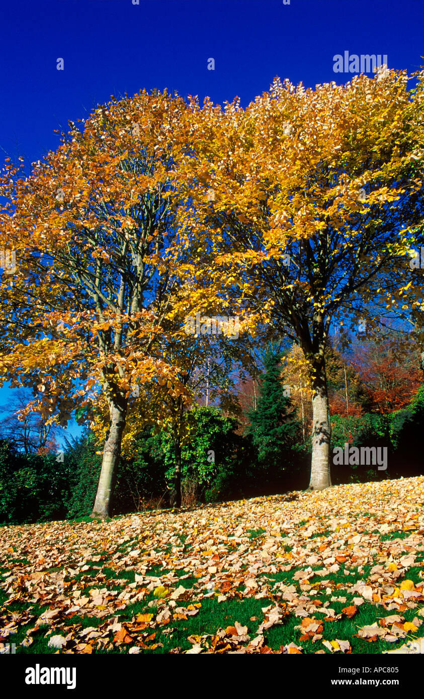 Autumn trees in woodland, England, UK, Europe Stock Photo - Alamy