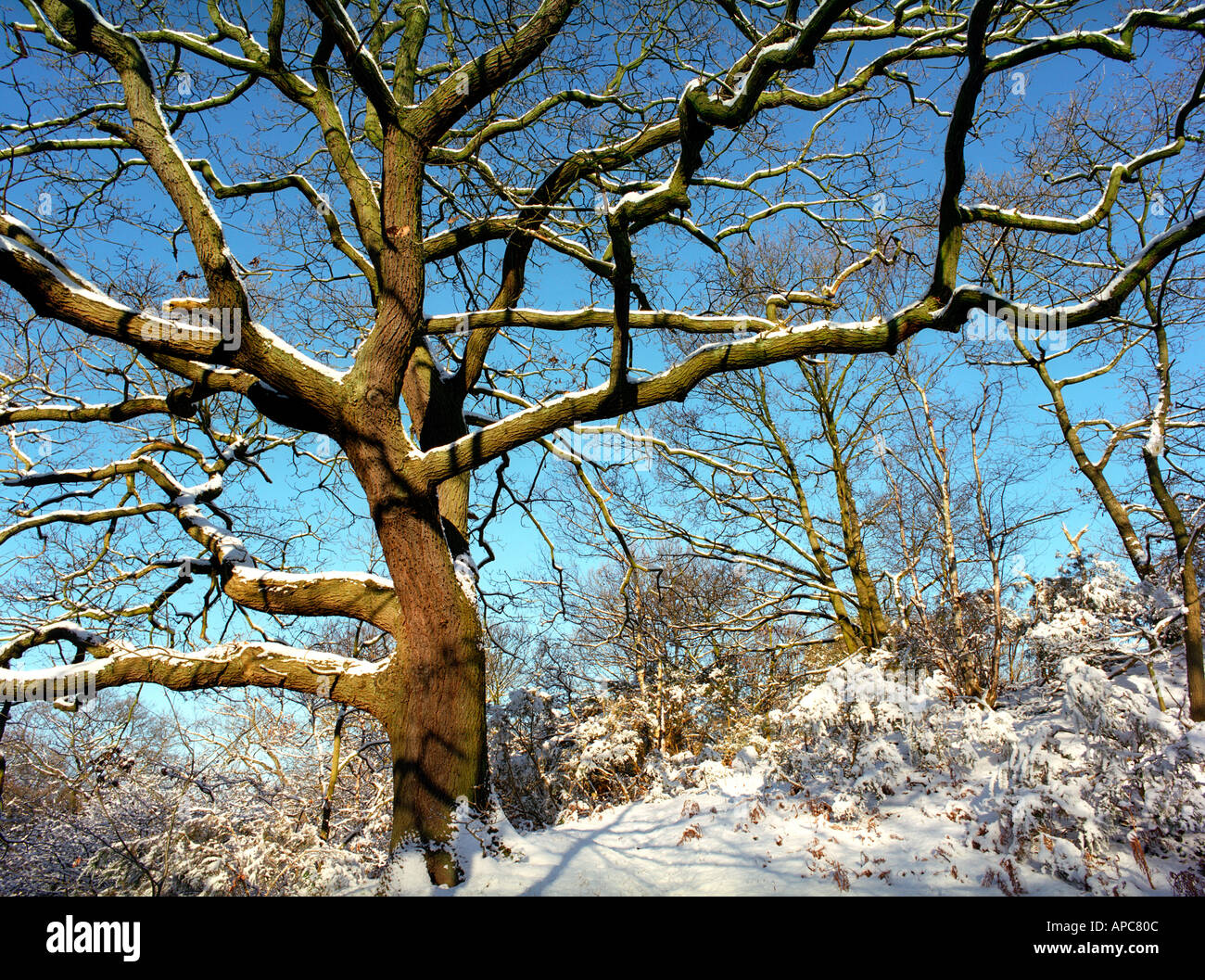 winter snow scene with forest trees belvedere kent england uk Stock ...