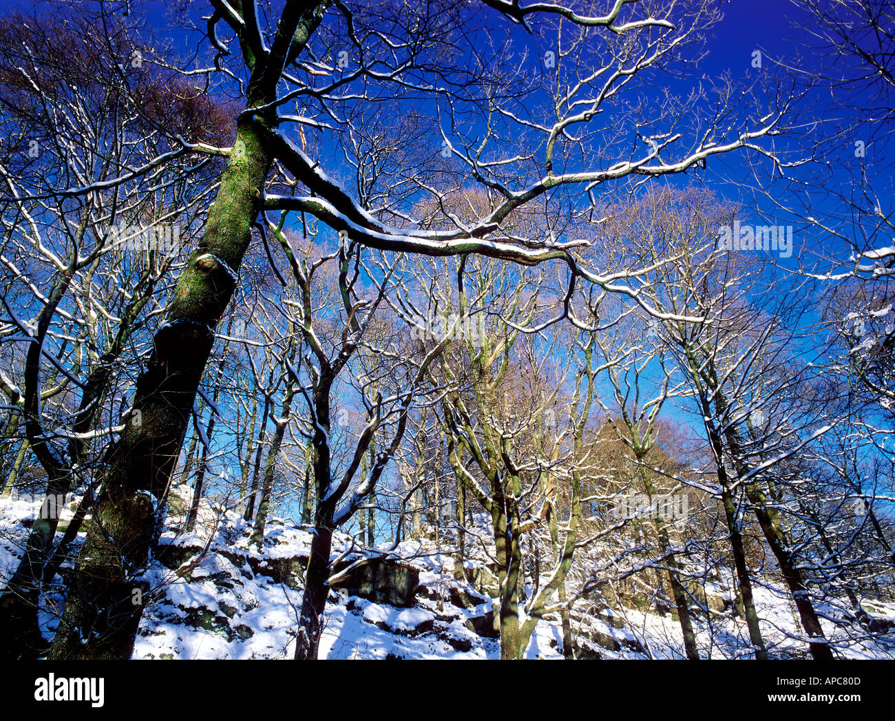 trees winter lake district grasmere snow cumbria england uk Stock Photo ...