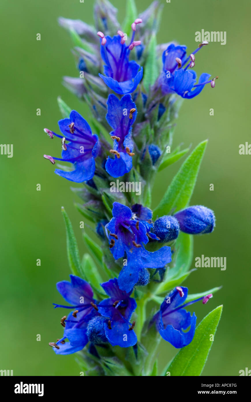 Hyssop (Hyssopus officinalis9, flowering Stock Photo - Alamy