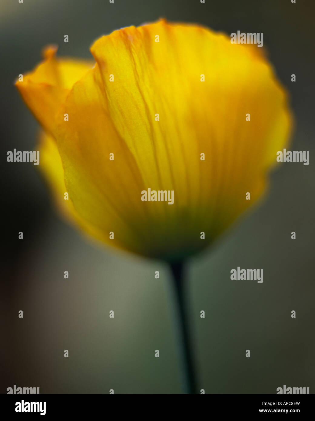 Yellow Californian Poppy about to bloom Stock Photo - Alamy