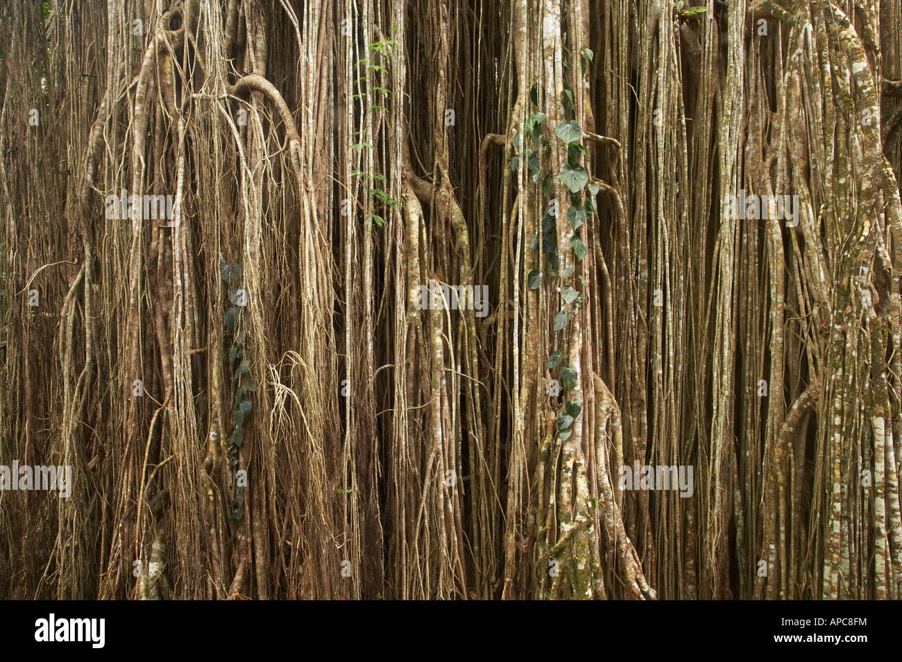 Roots Curtain Fig Tree near Yungaburra Atherton Tableland Queensland ...
