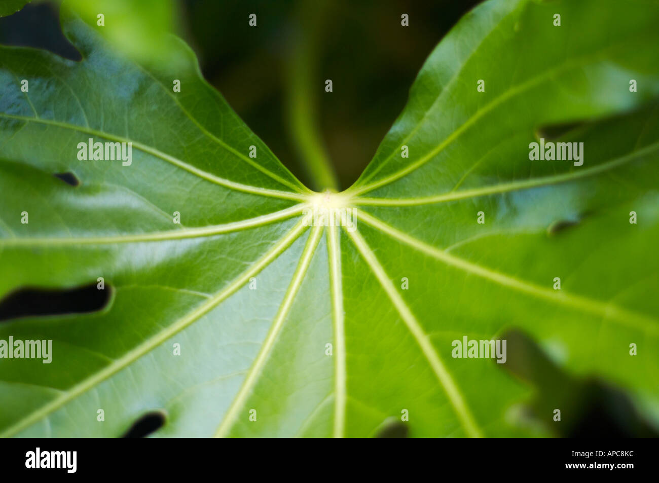 Deep green leaf hi-res stock photography and images - Alamy
