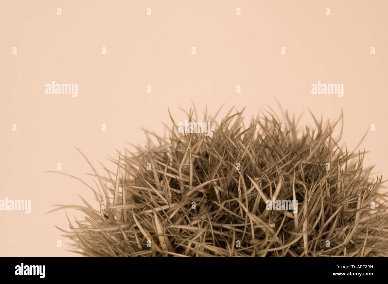 Spikey feathery ball Stock Photo - Alamy