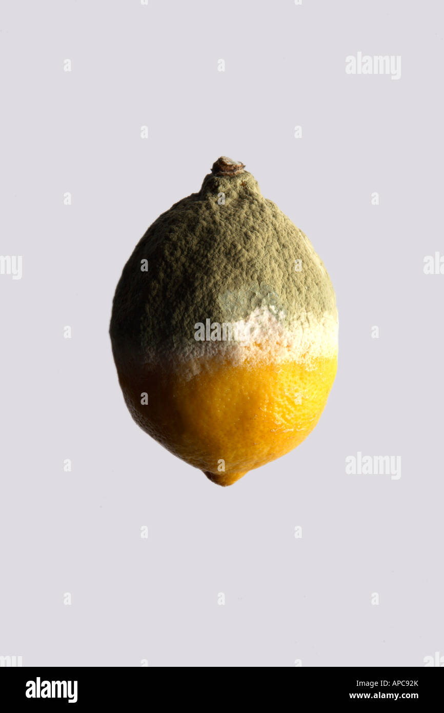 a rotting lemon half covered in mould Stock Photo - Alamy