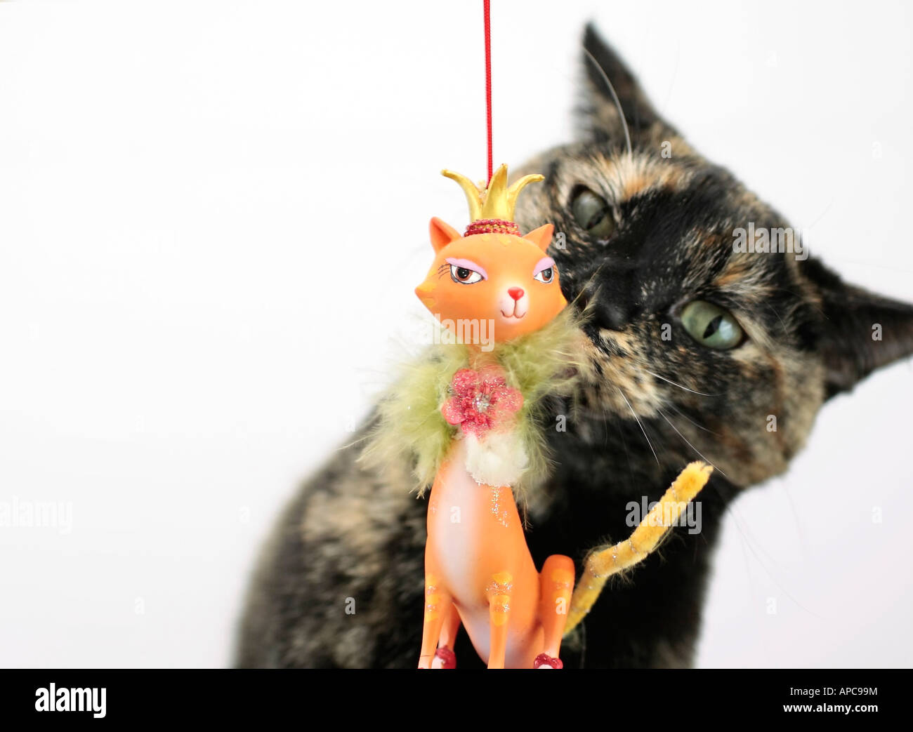 Brindle cat hi-res stock photography and images - Alamy