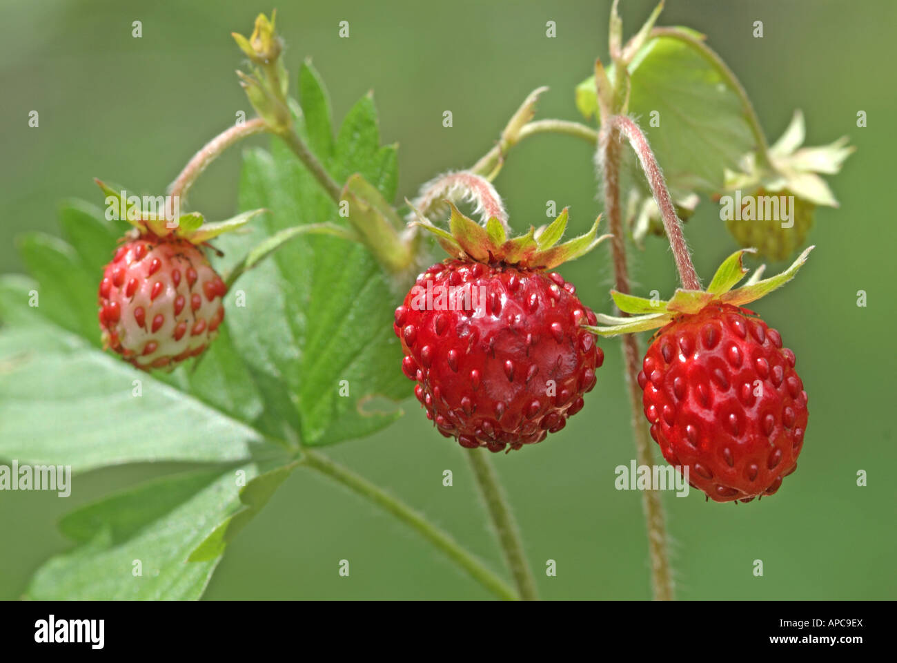 Alpine strawberry hi-res stock photography and images - Alamy
