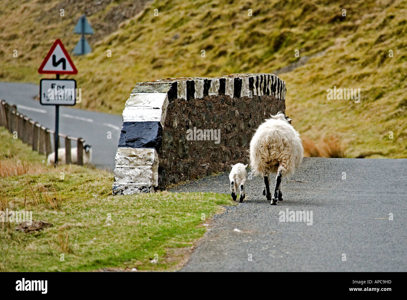 Walking with lamb hi-res stock photography and images - Alamy