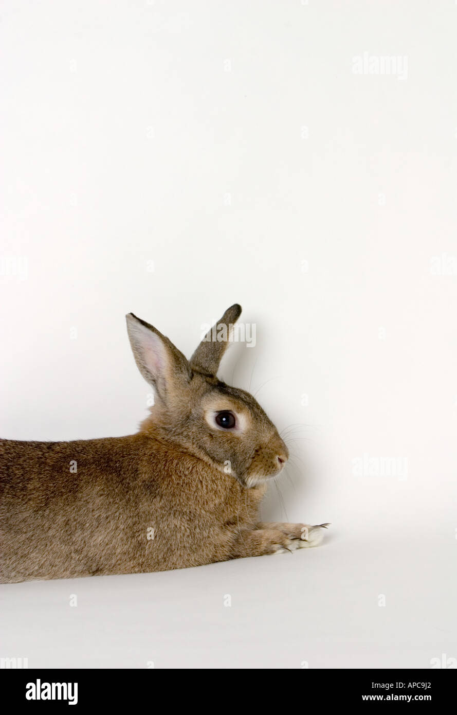 Rabbit teeth oryctolagus cuniculus hi-res stock photography and images ...