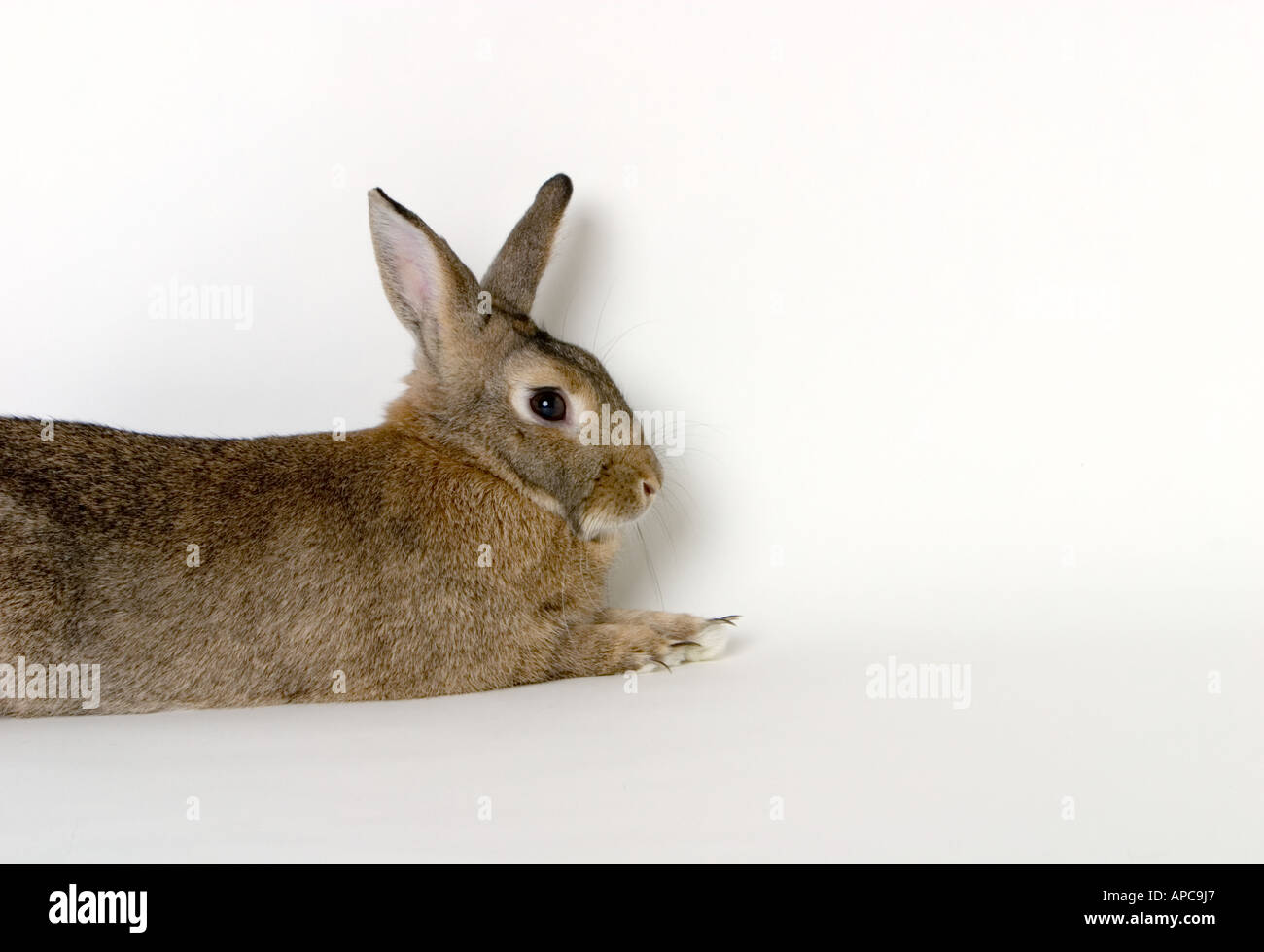 Domestic Pet Rabbit In Studio Setting. Negative space available along ...