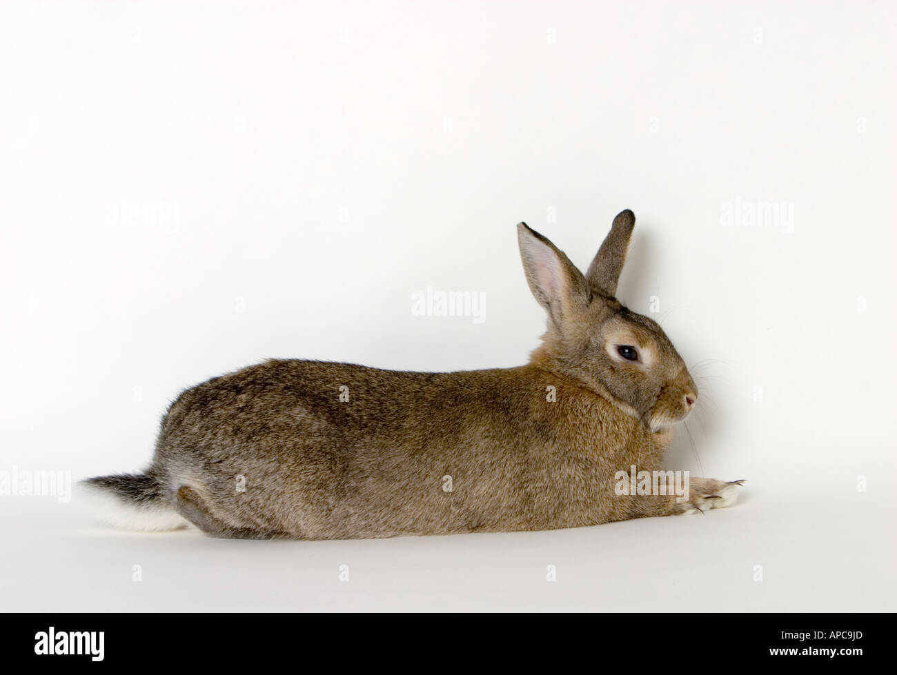 Rabbit Lying Down