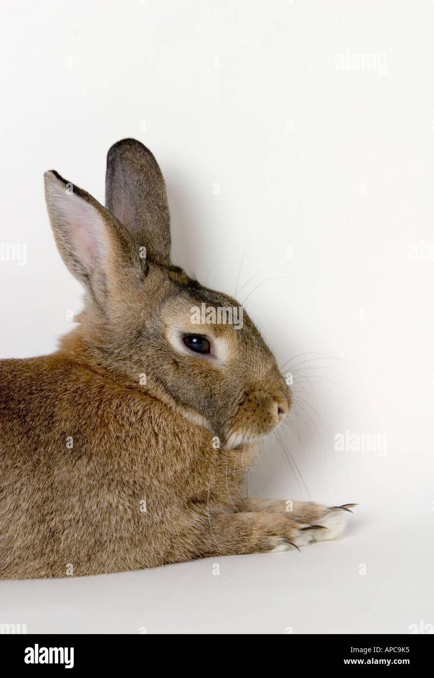 Domestic Pet Rabbit In Studio Setting. Vertical. Rabbit is laying down ...