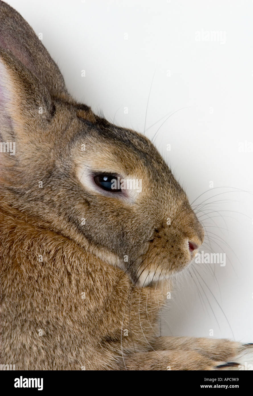 Rabbit teeth oryctolagus cuniculus hi-res stock photography and images ...