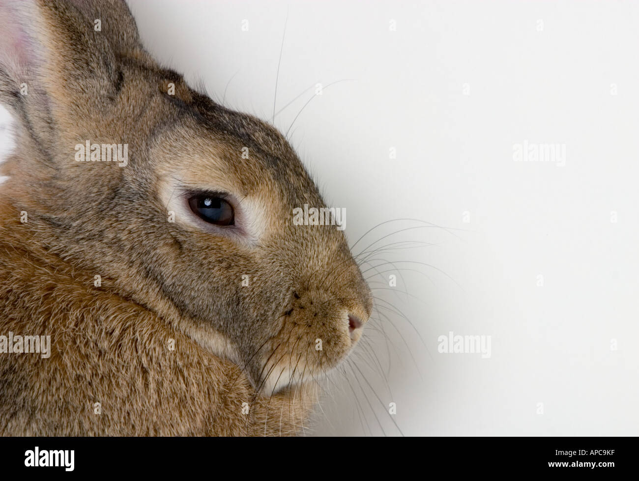 Domestic Pet Rabbit In Studio Setting. Horizontal. Profile with lots of ...