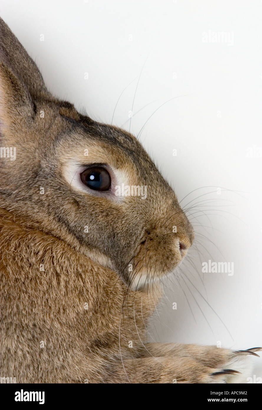 Rabbit Face Profile