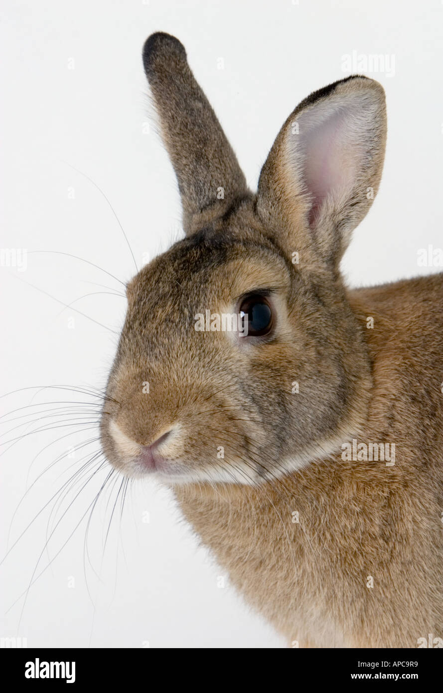Rabbit teeth oryctolagus cuniculus hi-res stock photography and images ...