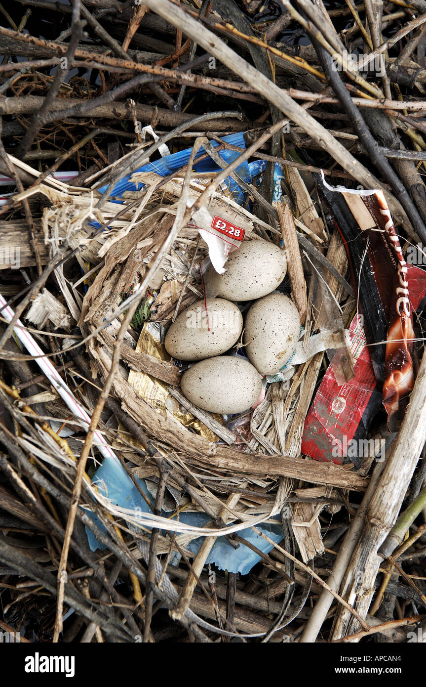urban birds nest Stock Photo - Alamy