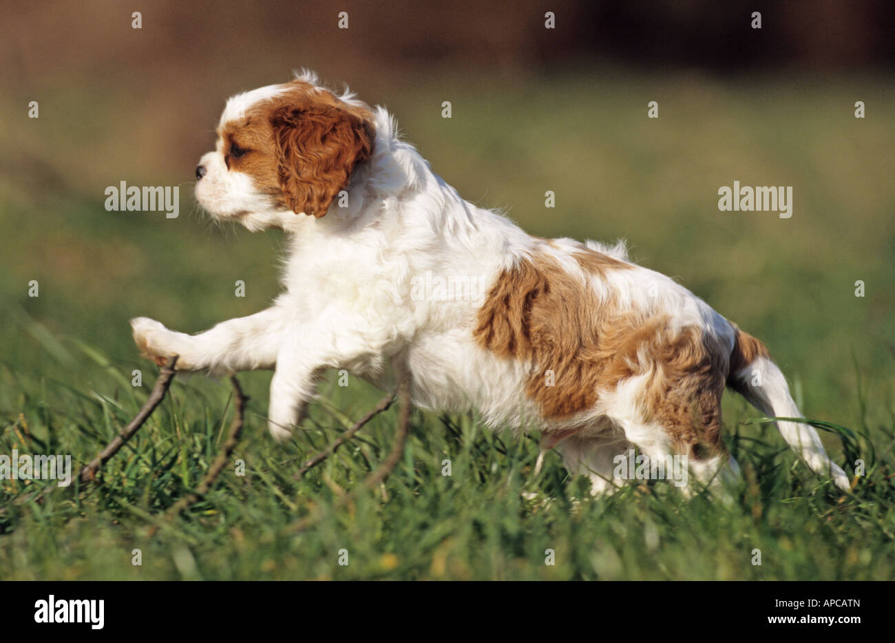 Cavalier King Charles Spaniel (Canis lupus familiaris), puppy running ...