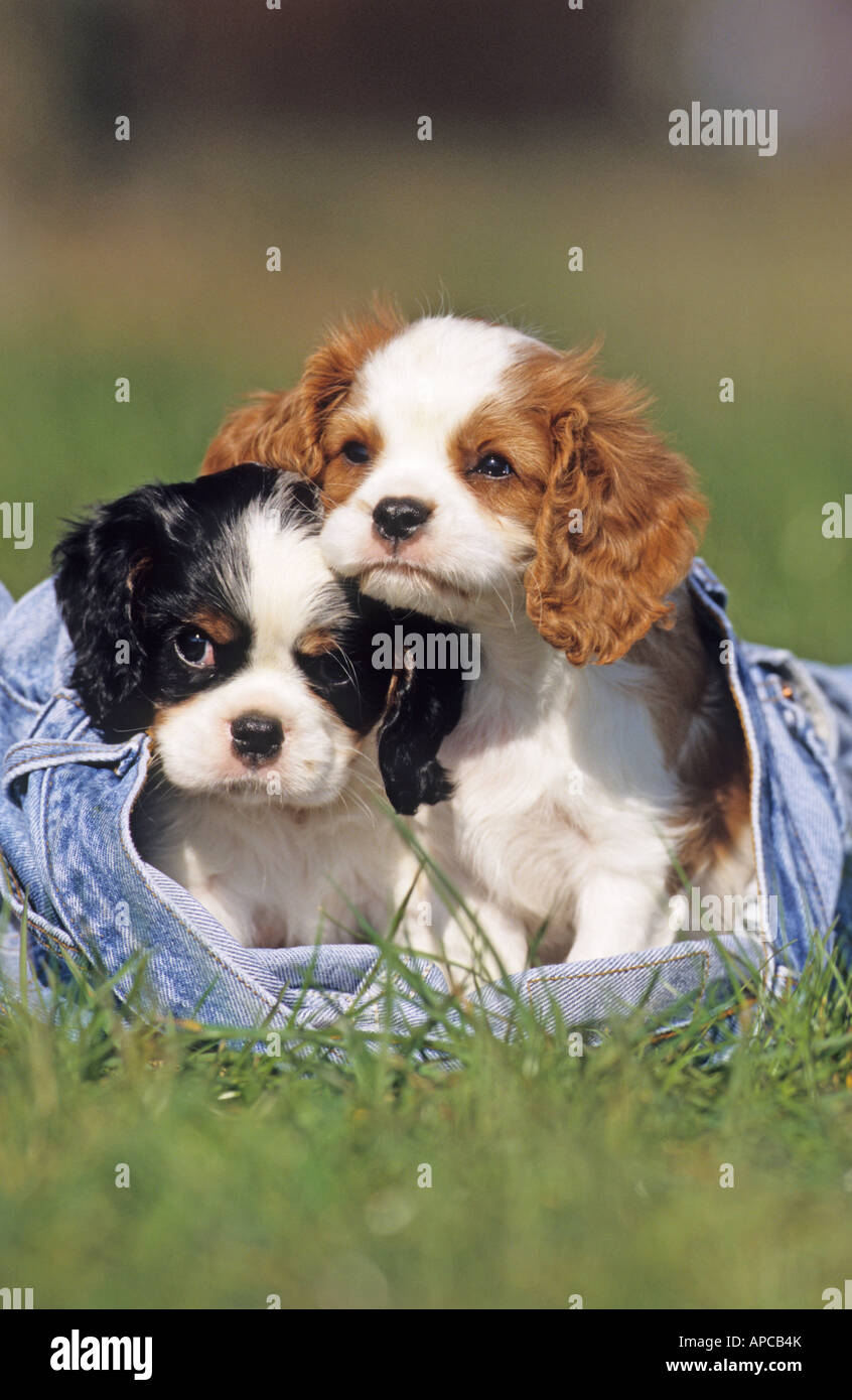 Two cute puppies cavalier king hi-res stock photography and images - Alamy